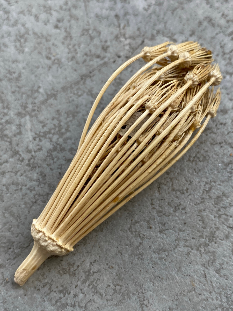 Toothpick plant – Proprietary Goods